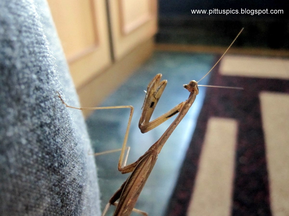 Pritham D'Souza Photography: Claw D the Friendly Praying Mantis
